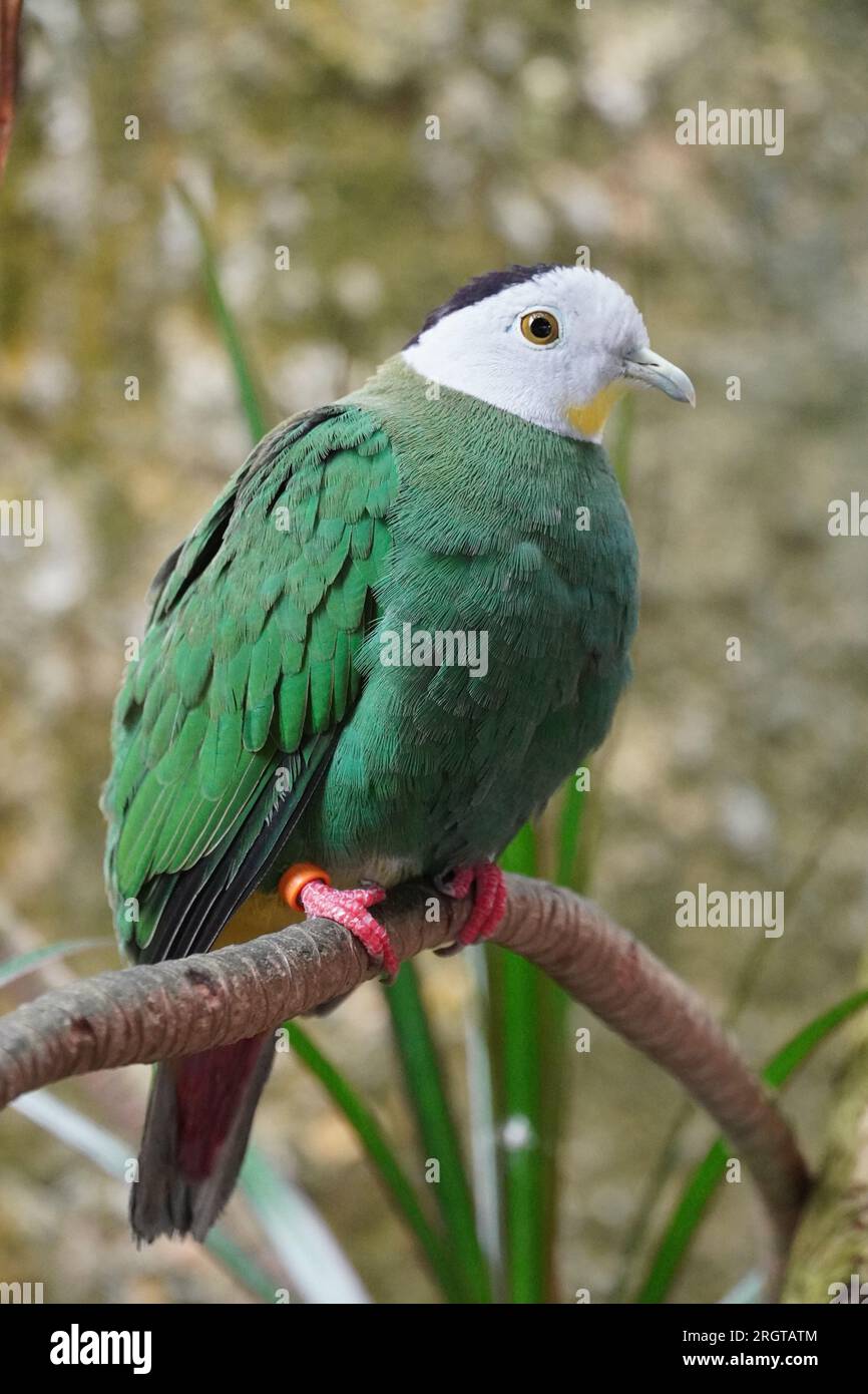 Birds flying wallpaper hi-res stock photography and images - Alamy