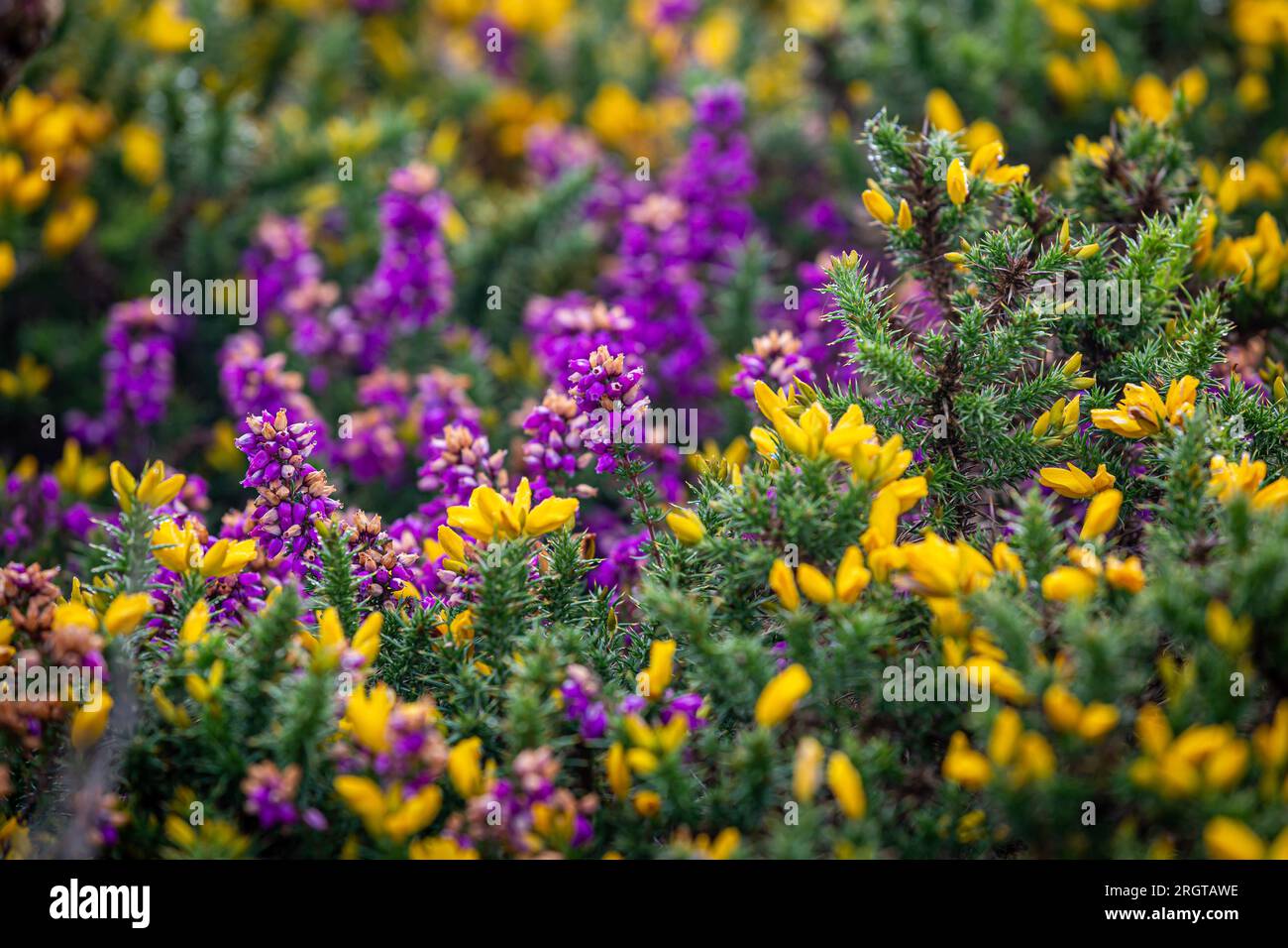 Yellow gorse and purple heather in the Cornish countryside, on a late ...