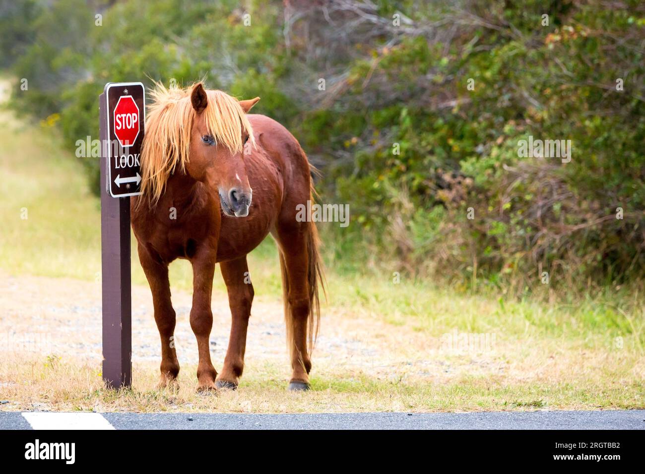 A wild pony (Equus caballus) standing next to a stop sign at Assateague ...