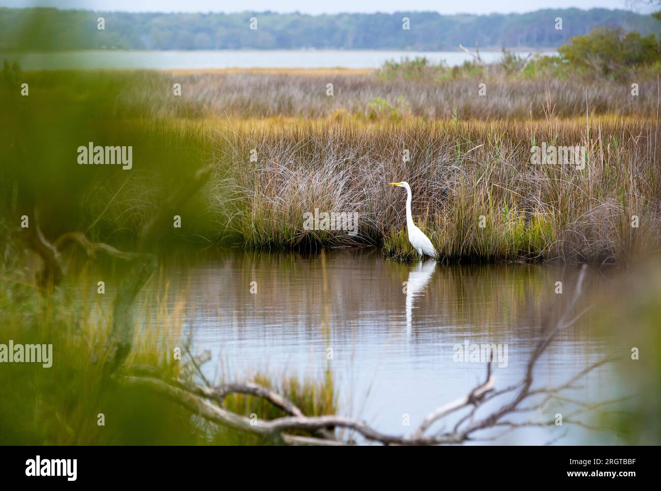 A Great Egret (Ardea alba) foraging in salt marsh wetlands at ...