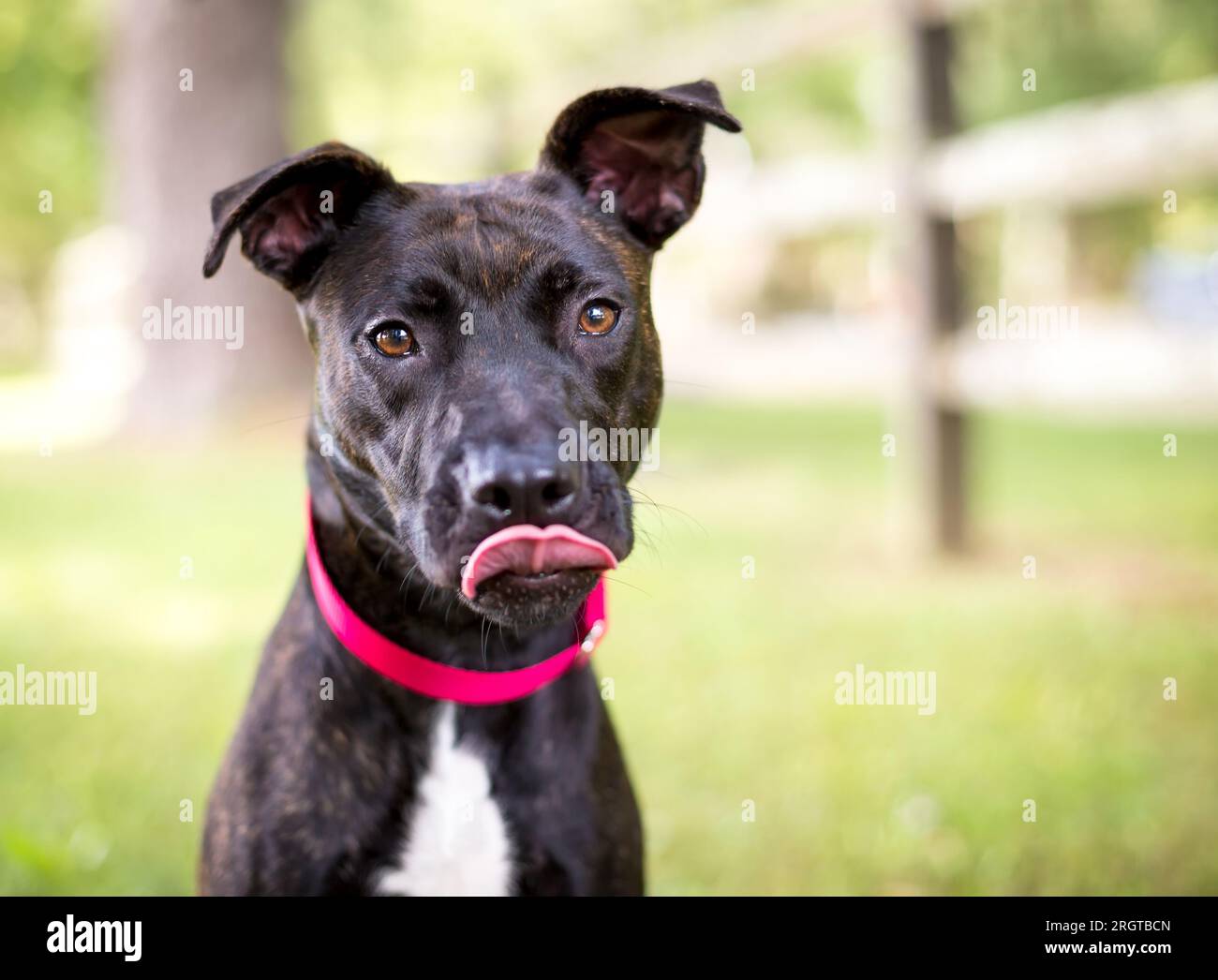 A brindle and white Pit Bull Terrier mixed breed dog licking its lips ...