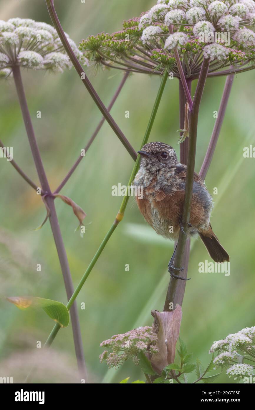 Juvenile stonechat hi-res stock photography and images - Alamy
