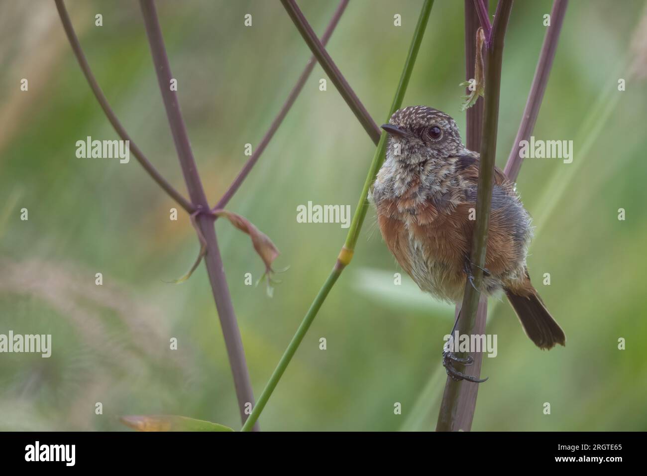 Juvenile stonechat hi-res stock photography and images - Alamy