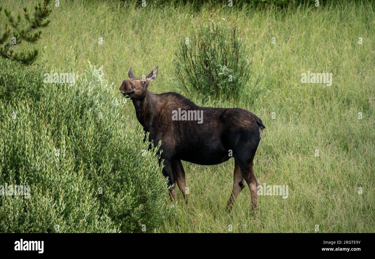 Female Moose Reaches High Into Willow Plant For Food in Grand Teton ...