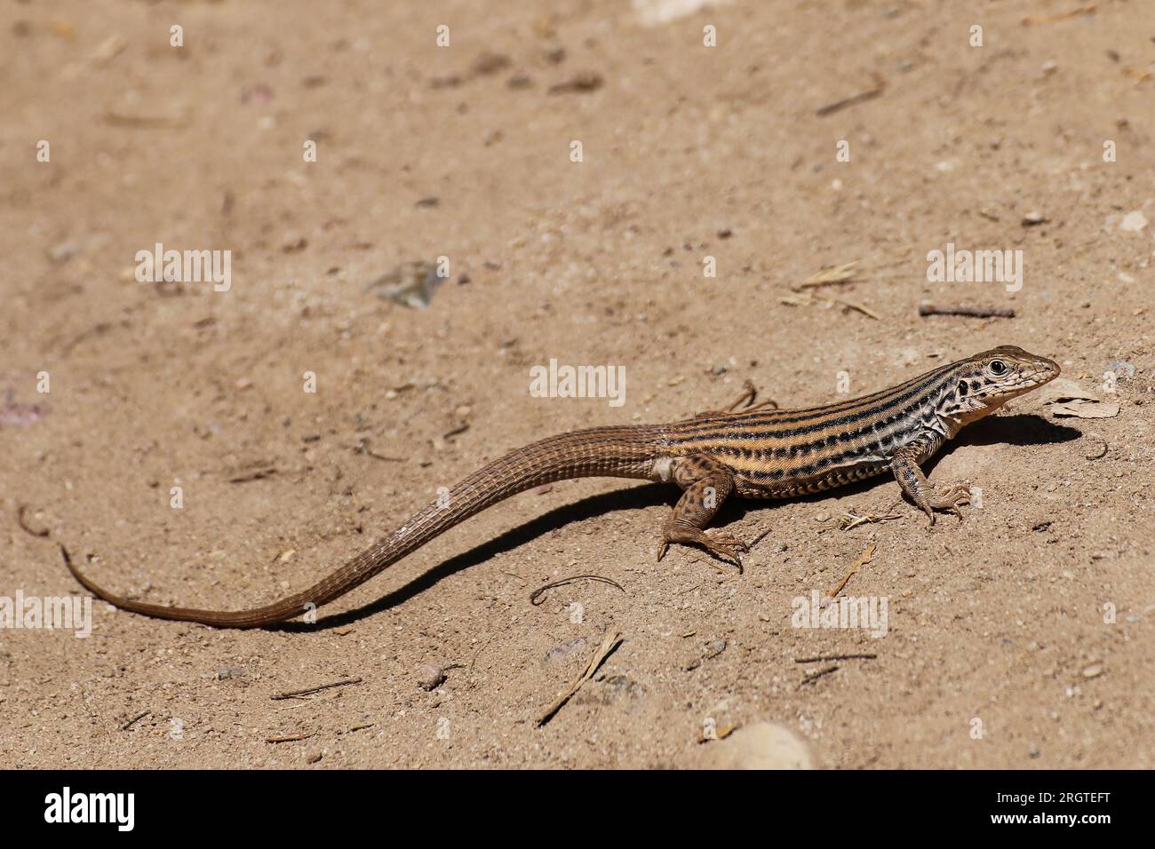 Western whiptail lizard hi-res stock photography and images - Alamy