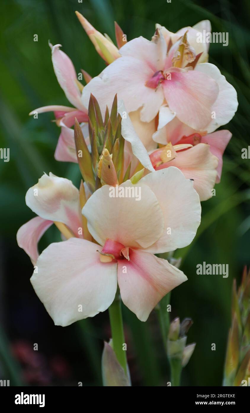 Beautiful peach color Canna flowers at full bloom Stock Photo - Alamy