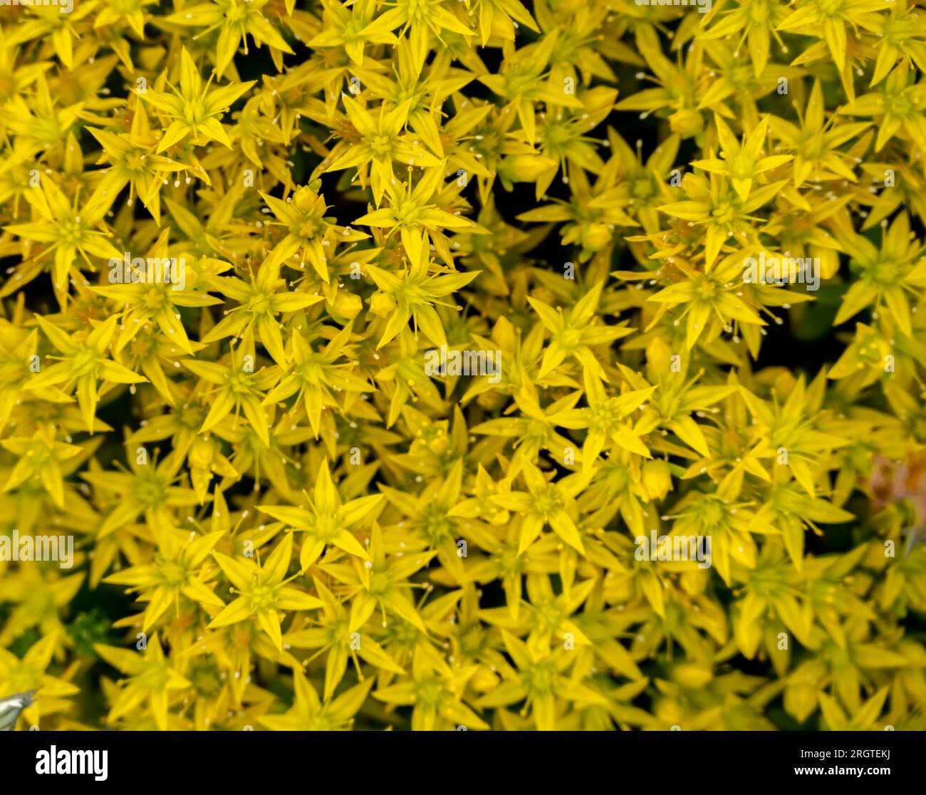 Frame Filled With Bright Yellow Stone Crop Flowers in Rocky Mountain ...