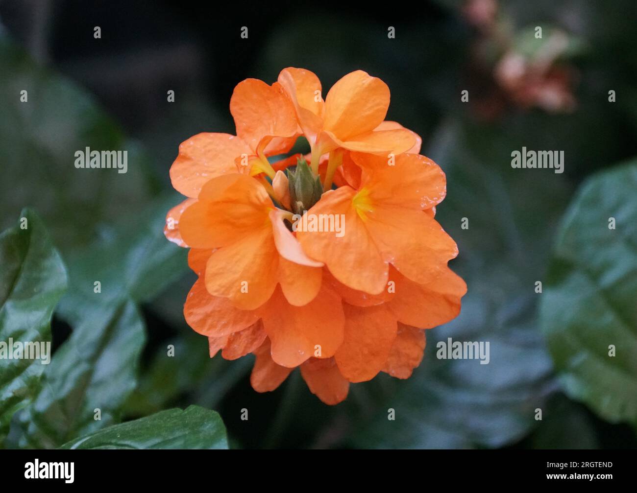 Crossandra orange marmalade hi-res stock photography and images - Alamy