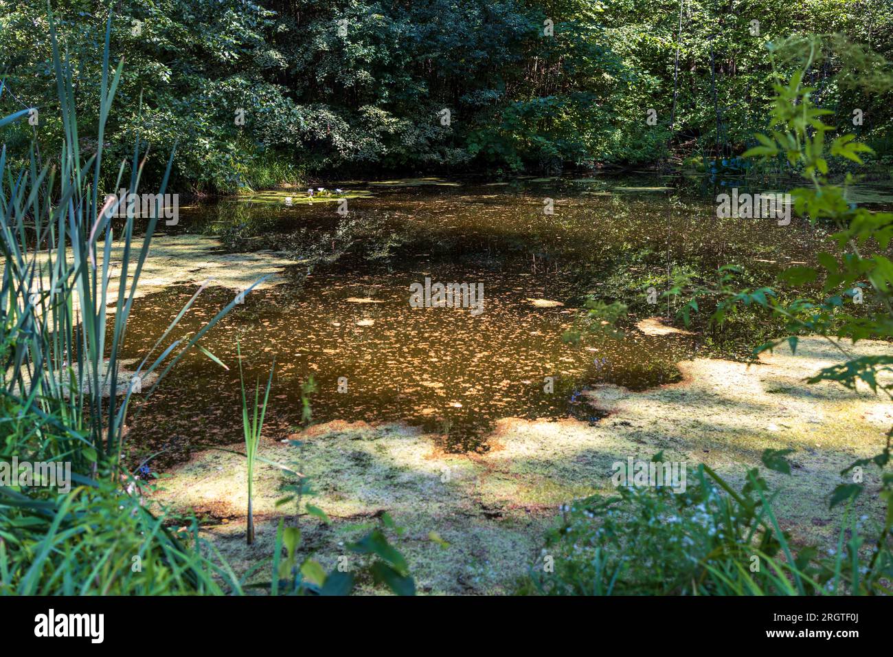 Old overgrown pond hi-res stock photography and images - Alamy