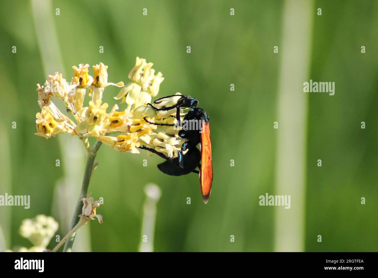 A Tarantula Hawk Wasp feeding on some flowers Stock Photo - Alamy