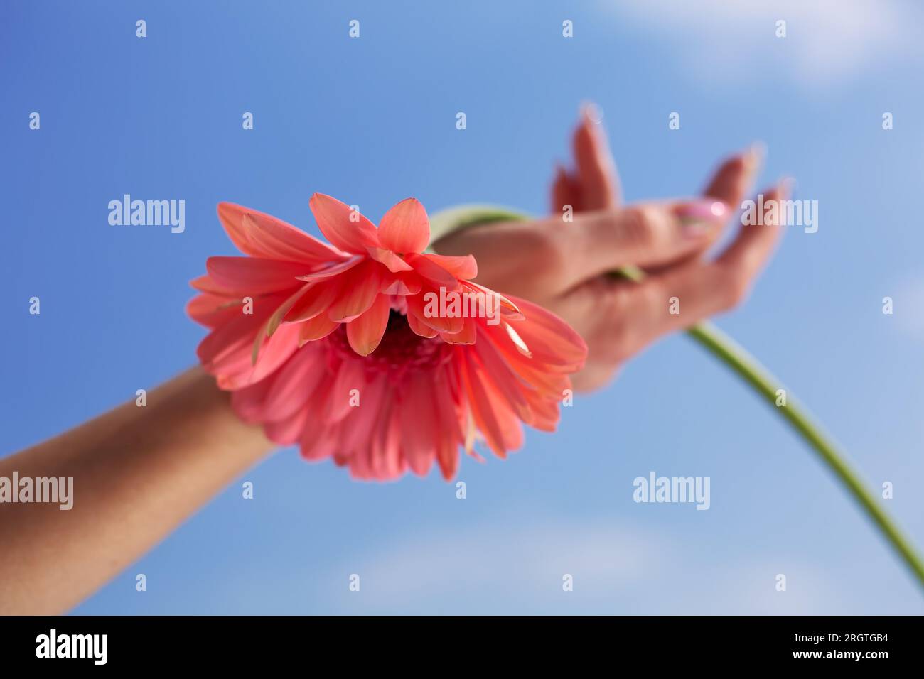 Pink flowers in hand on white background. Beauty and female health ...