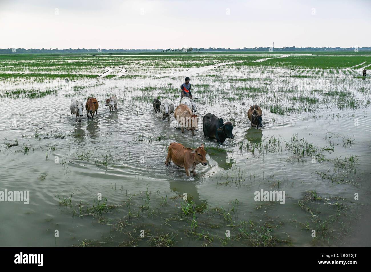 A farmer is returning home with his cattle, on an Island of a village ...