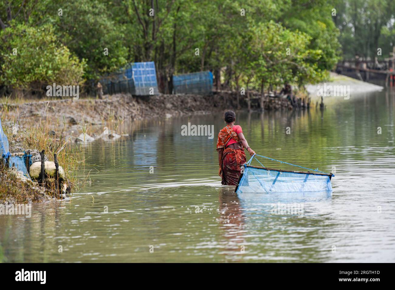 Dhaka, Bangladesh. 11th Aug, 2023. Bangladeshi woman collects shrimp ...