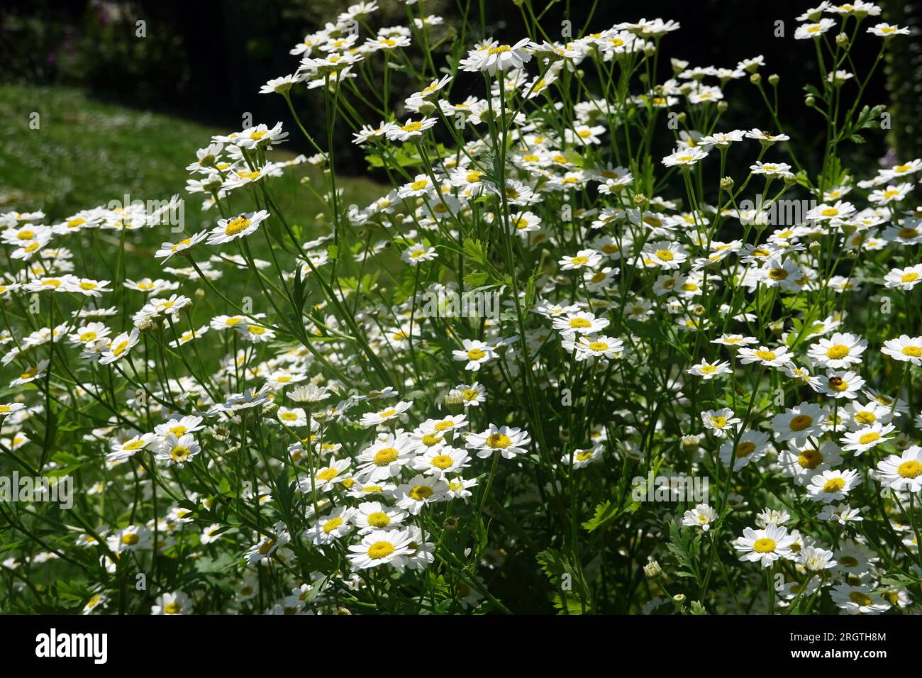 Mutterkraut, Falsche Kamille ( Tanacetum parthenium Stock Photo - Alamy