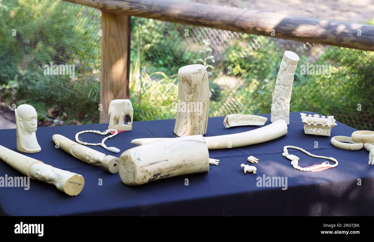 St. Louis, United States. 11th Aug, 2023. Several elephant ivory pieces ...