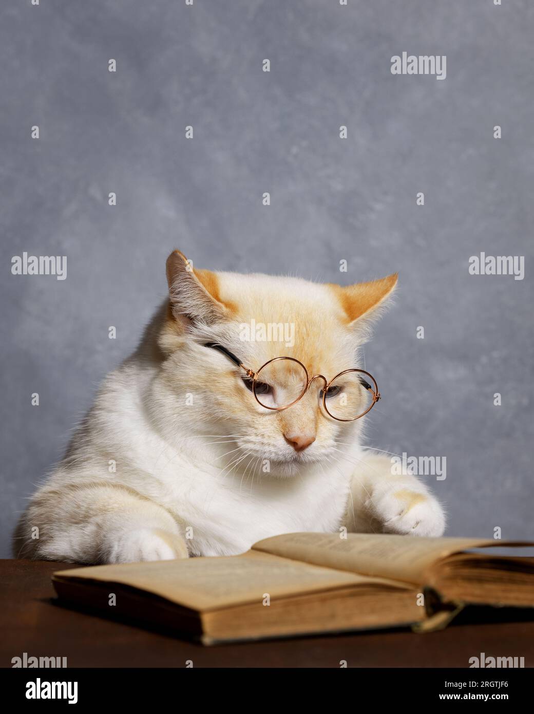 Big cat with glasses reading a book, gray background Stock Photo - Alamy