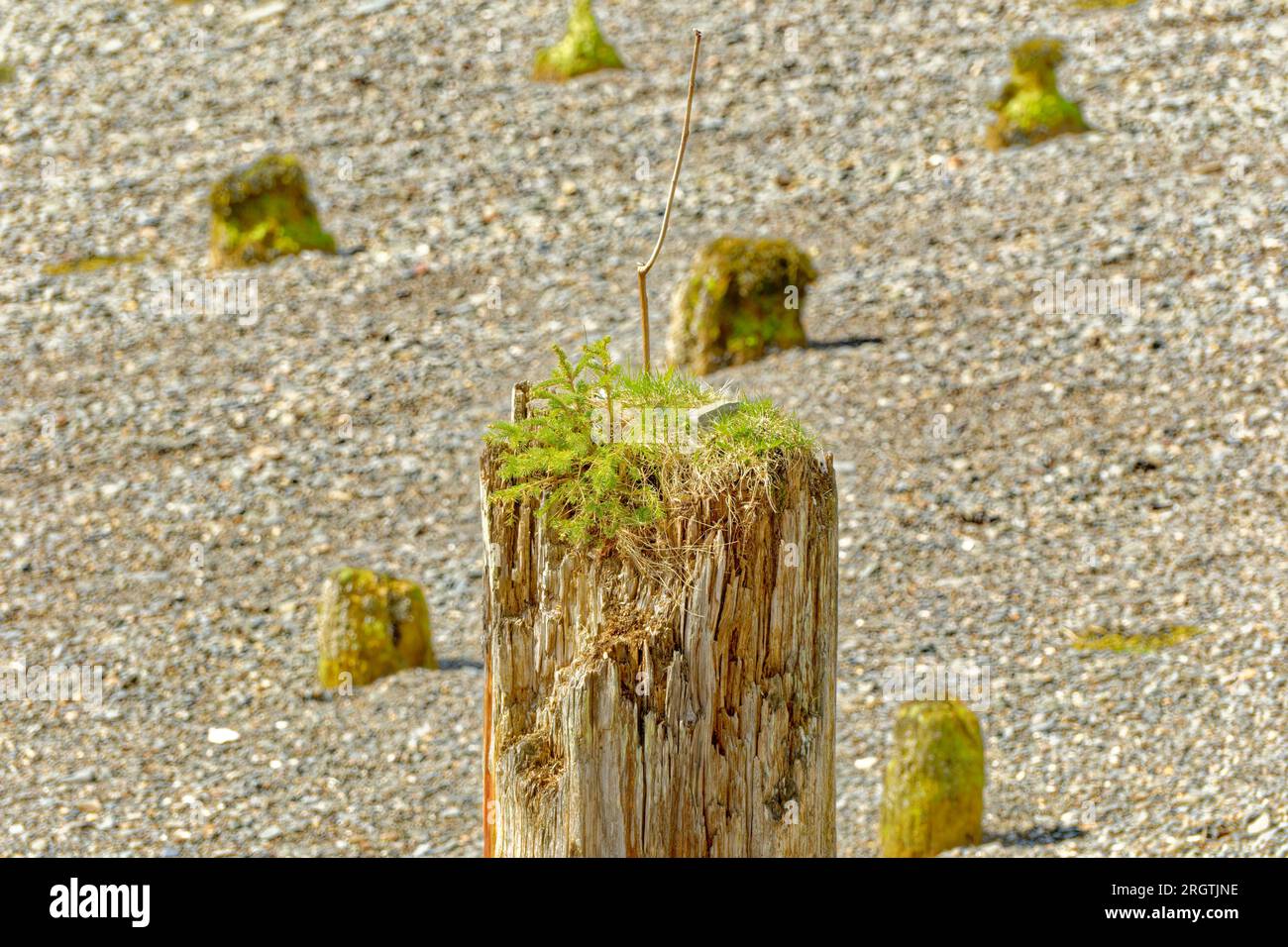 High Tide Markers on Beach at Icy Strait, Alaska Stock Photo - Alamy