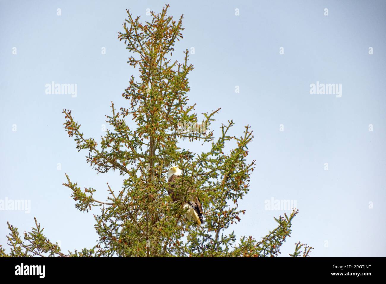Bald Eagle in Tree in Icy Strait, Alaska Stock Photo - Alamy