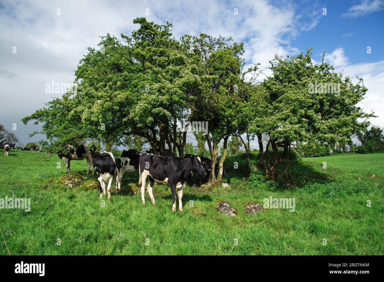 Pasture animals in summer hi-res stock photography and images - Alamy
