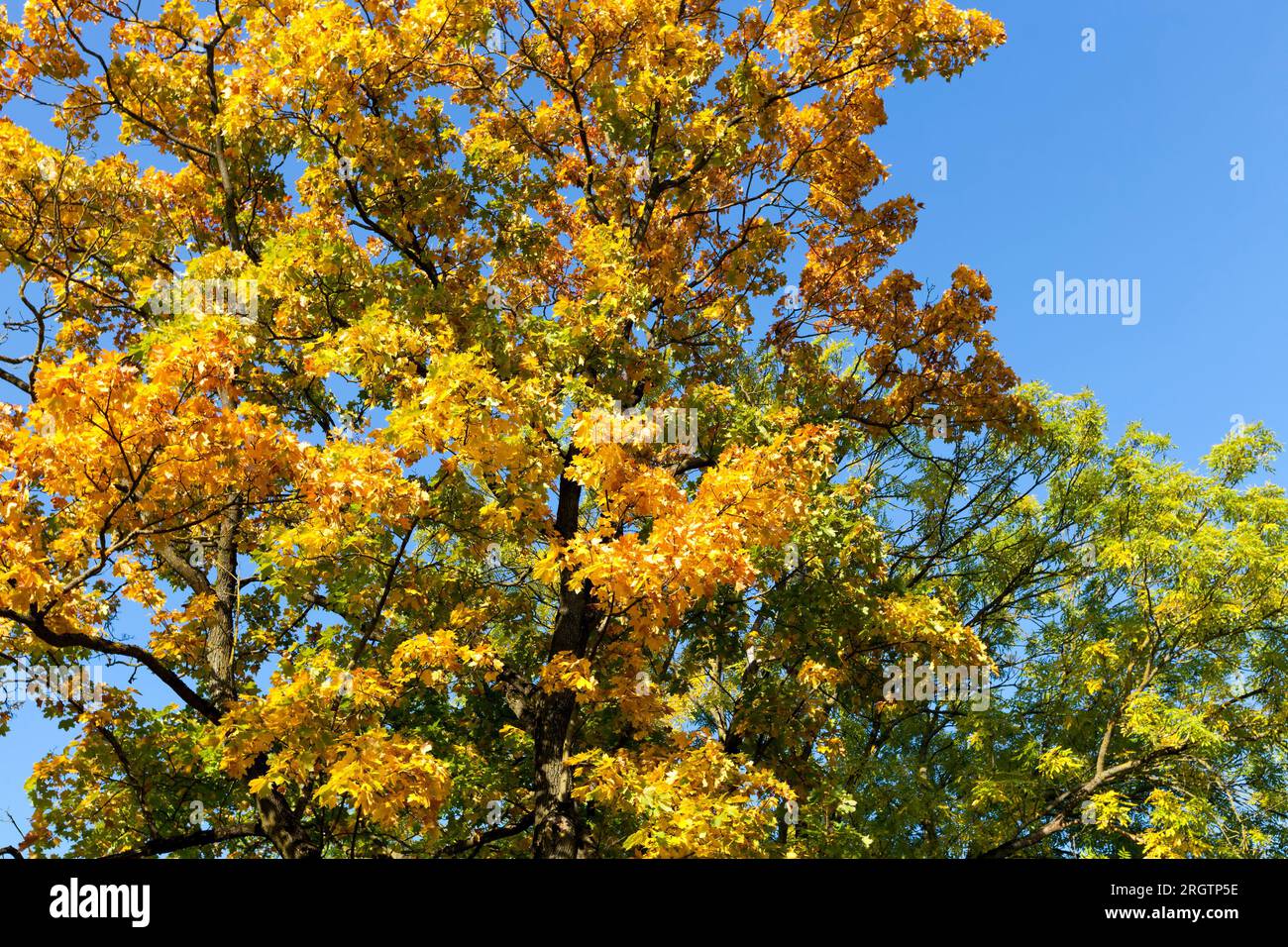 deciduous oak trees in the forest or in the park in autumn leaf fall ...