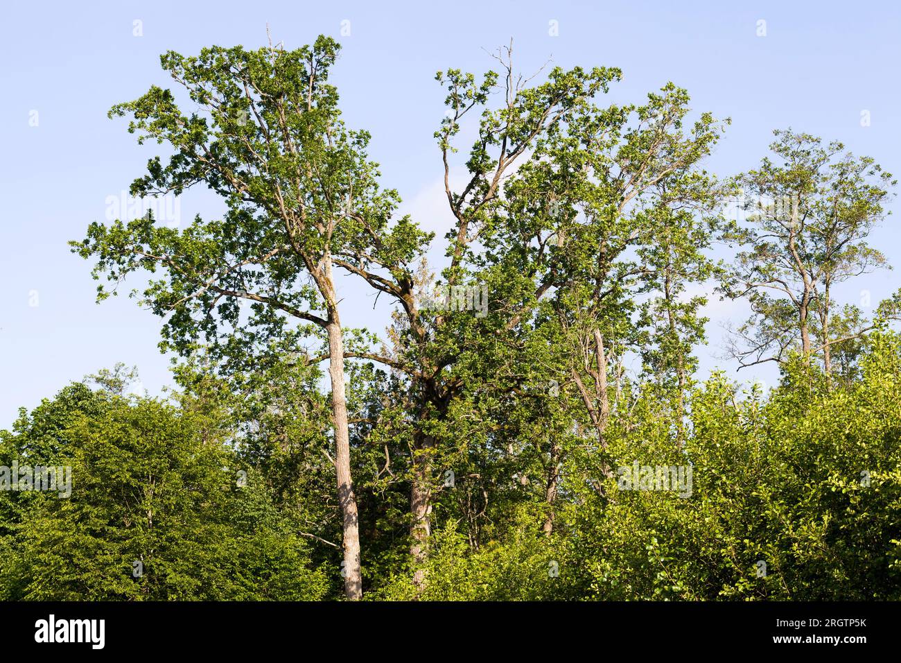 one lone tree growing in a desert area, the tree is tall and stands out ...