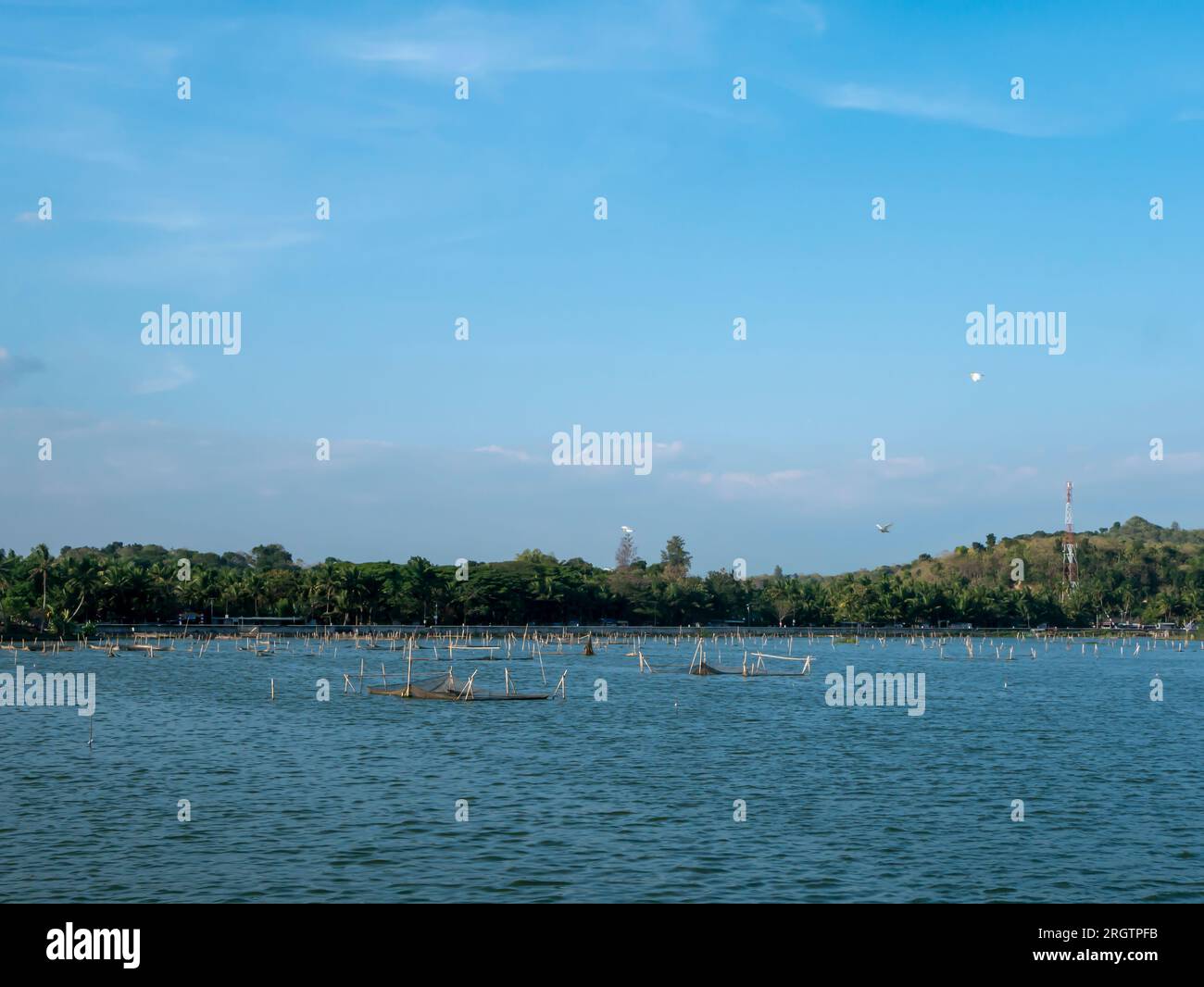 A natural scenery in Rowo Jombor lake, Klaten, Indonesia Stock Photo ...