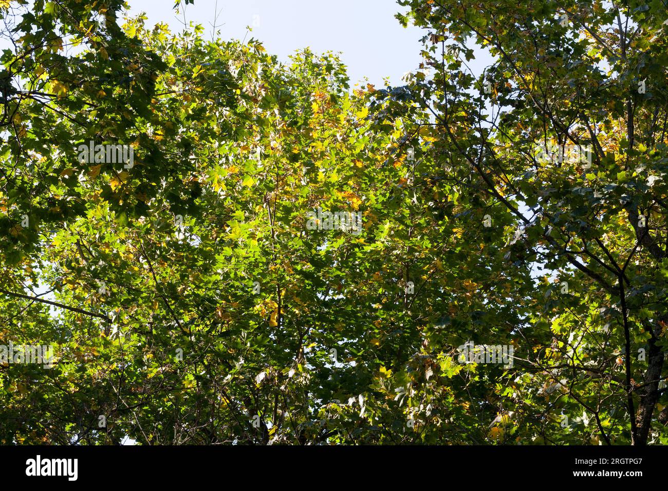 specifics of autumn nature on the example of trees and other plants ...