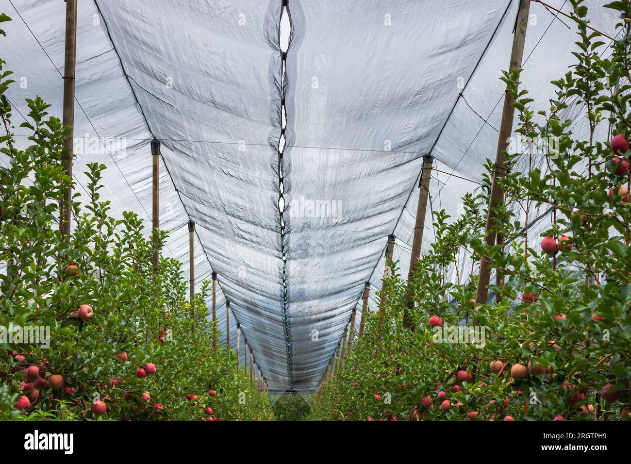 Apple trees in a row in a covered orchard plantation in South Tyrol ...