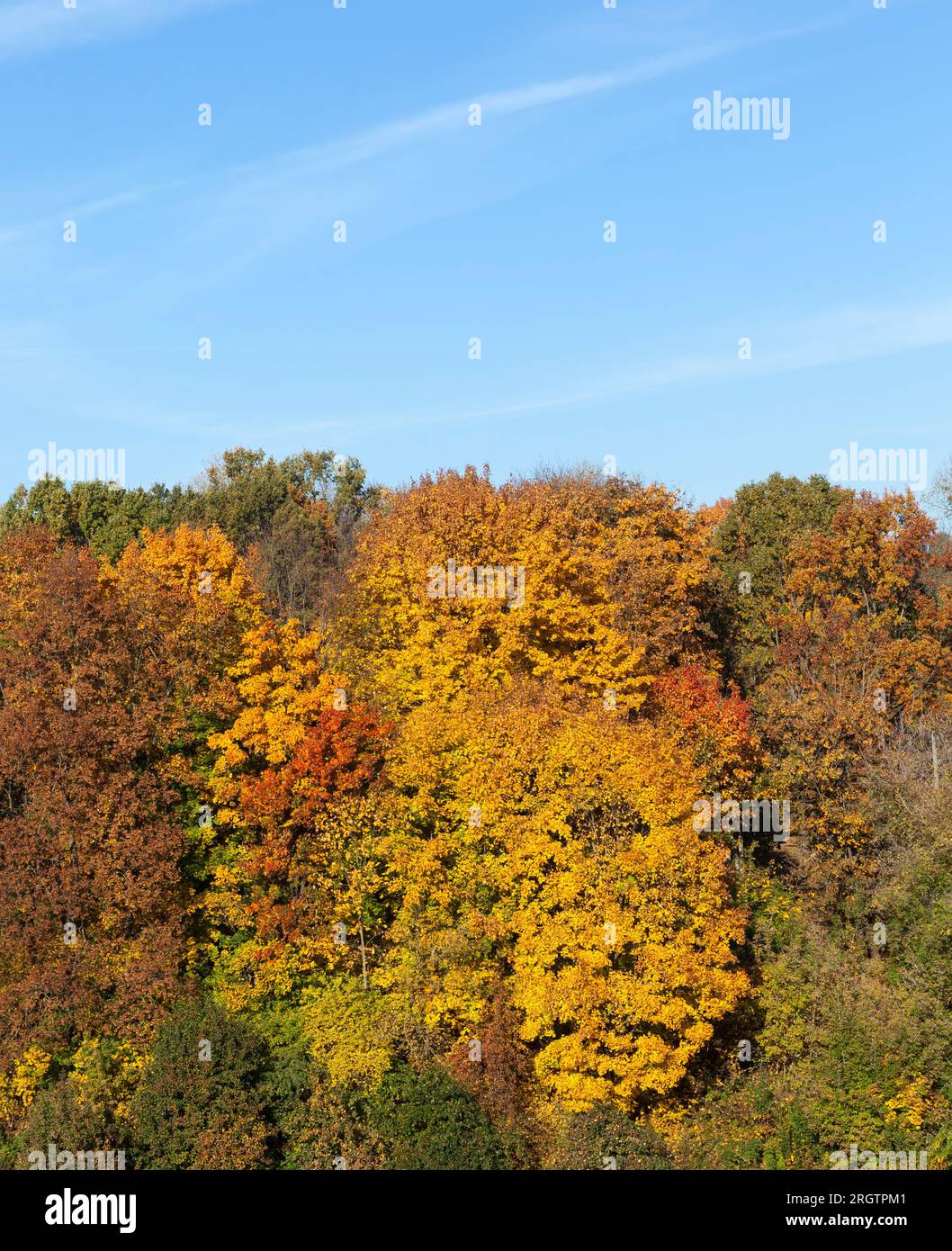changing the color of maple in the autumn season, the foliage of the ...