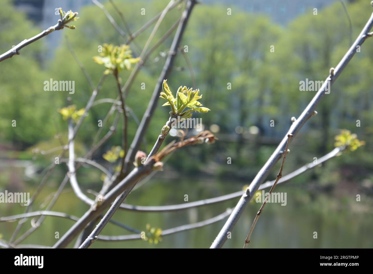 Central Park Heart of New York City Stock Photo - Alamy