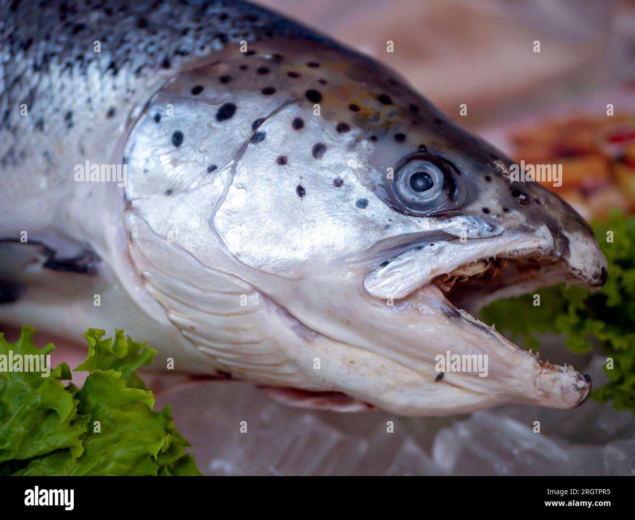Atlantic salmon scale hi-res stock photography and images - Alamy