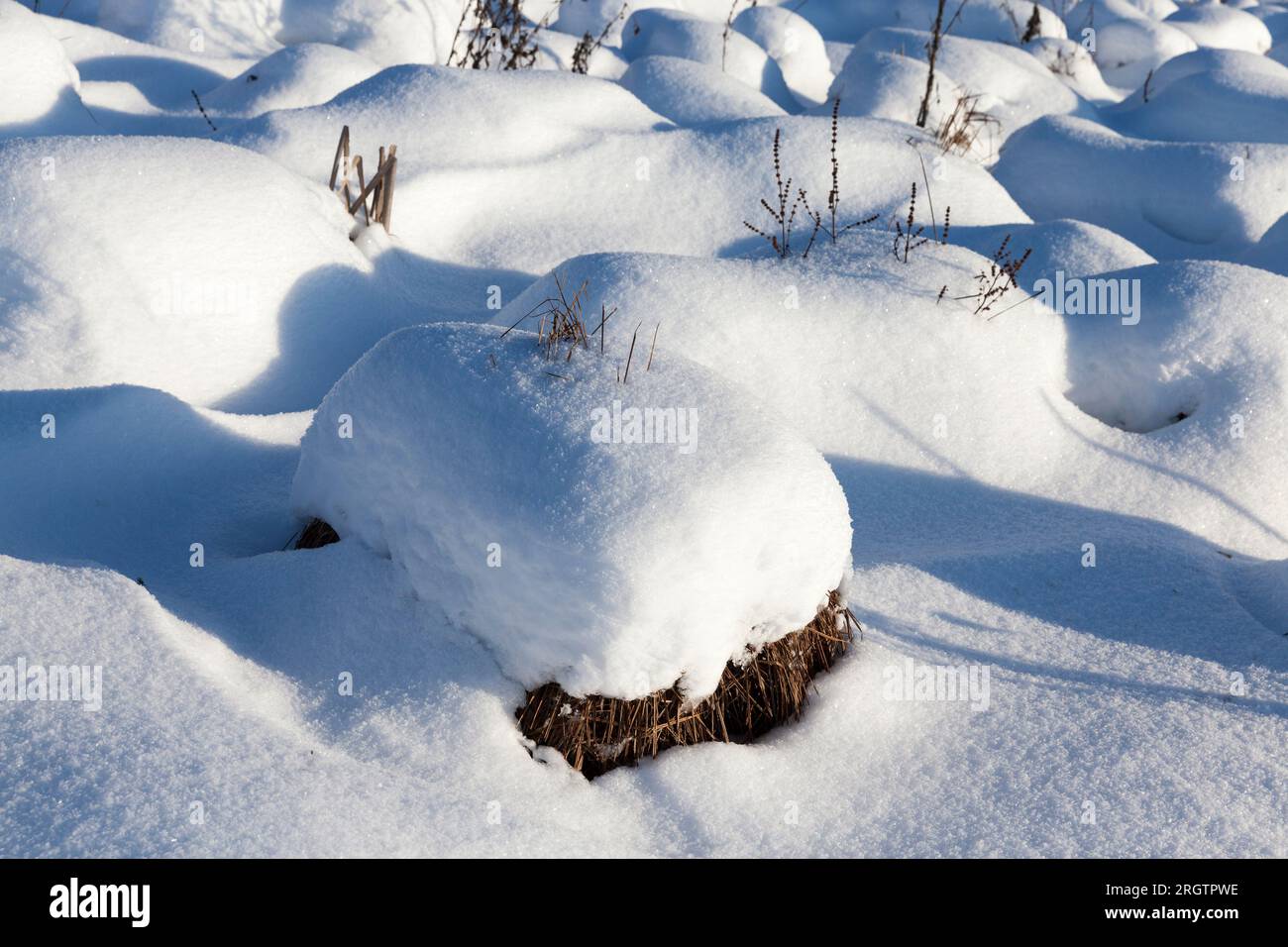 snow in winter frozen and cold, nature after snowfall and blizzards ...