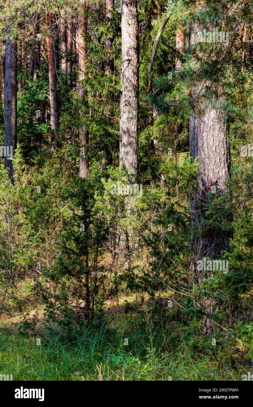 mixed forest in the autumn season during leaf fall, the foliage changes ...