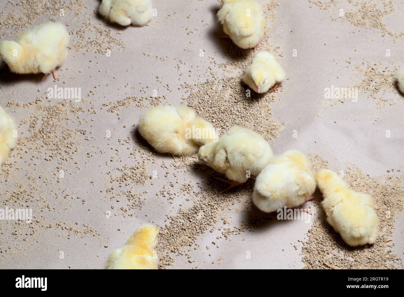 genetically modified improved white meat chicken chicks at a poultry ...