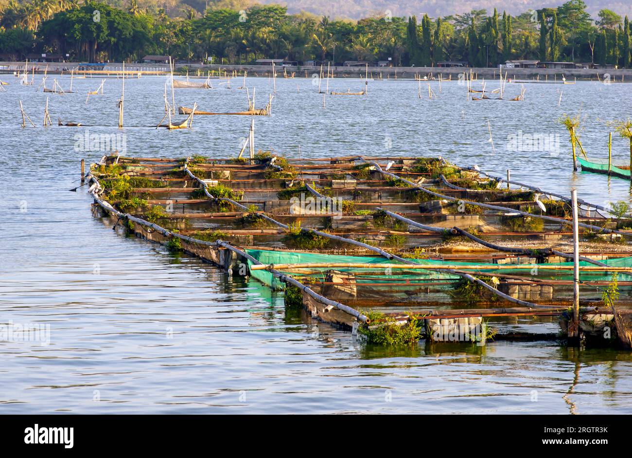 Fish farm indonesia hi-res stock photography and images - Alamy