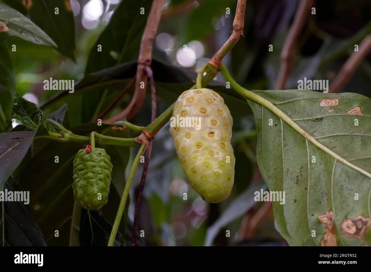 Mengkudu, ripe Noni fruit (Morinda citrifolia), also called a ...