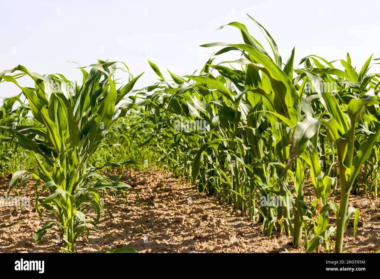 agricultural activity related to the cultivation of sweet corn, farming ...