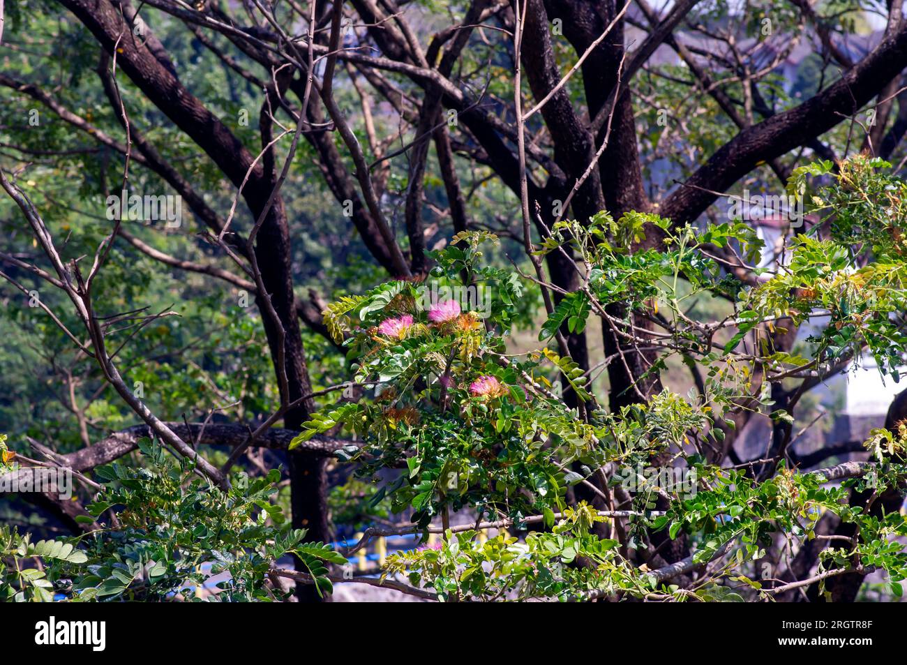 Rain tree, Samanea Saman with pink flower, Albizia saman. Natural ...