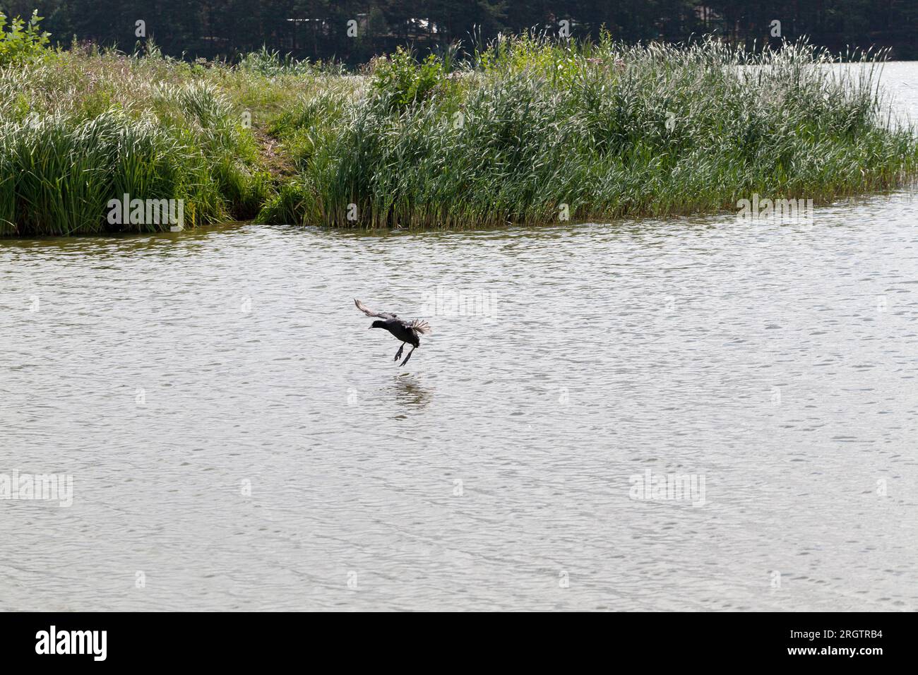 small wild ducks in spring or summer in nature, beautiful wild ducks in ...