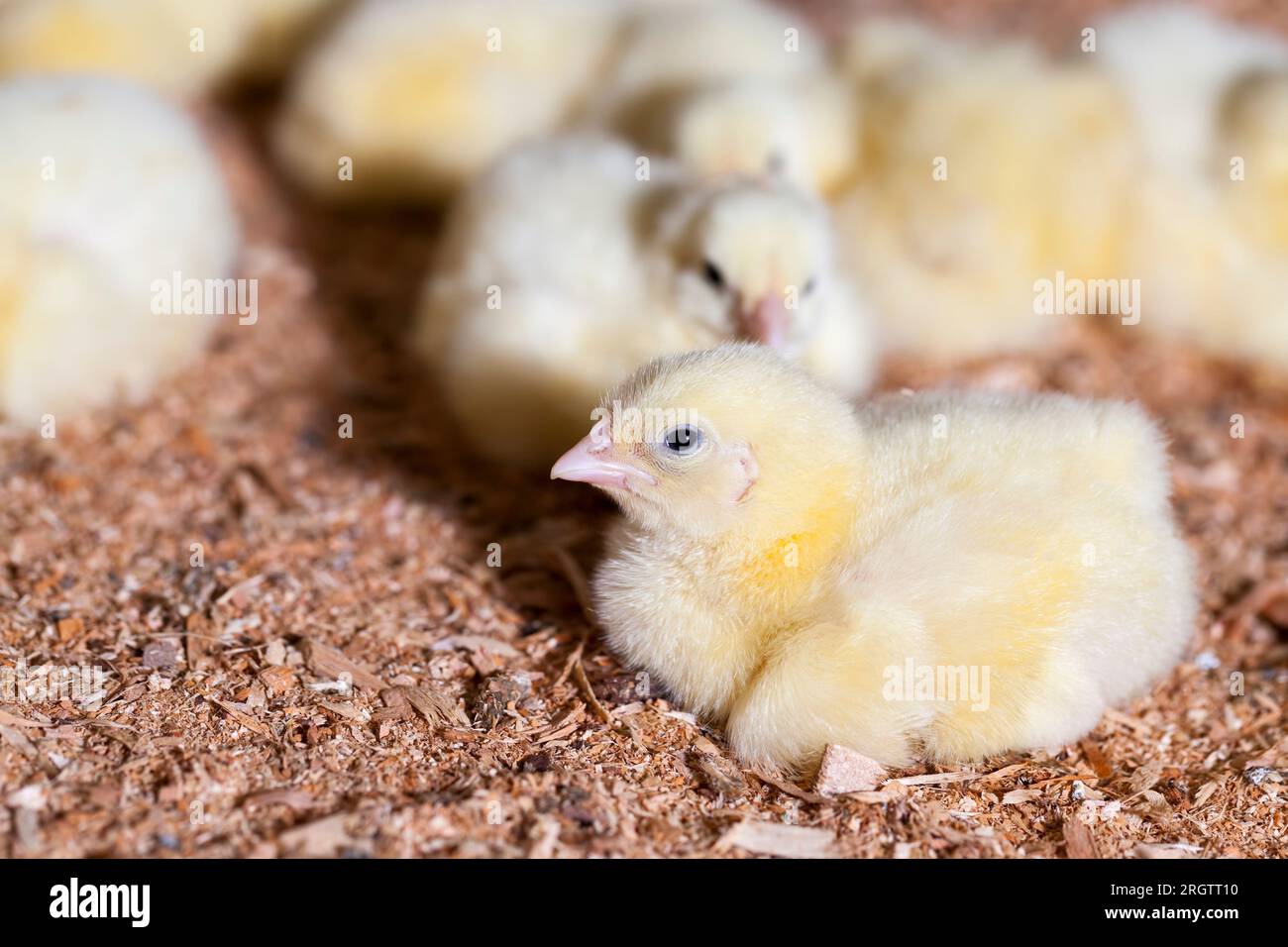 chicken chicks at a poultry farm where broiler chicken is raised for ...
