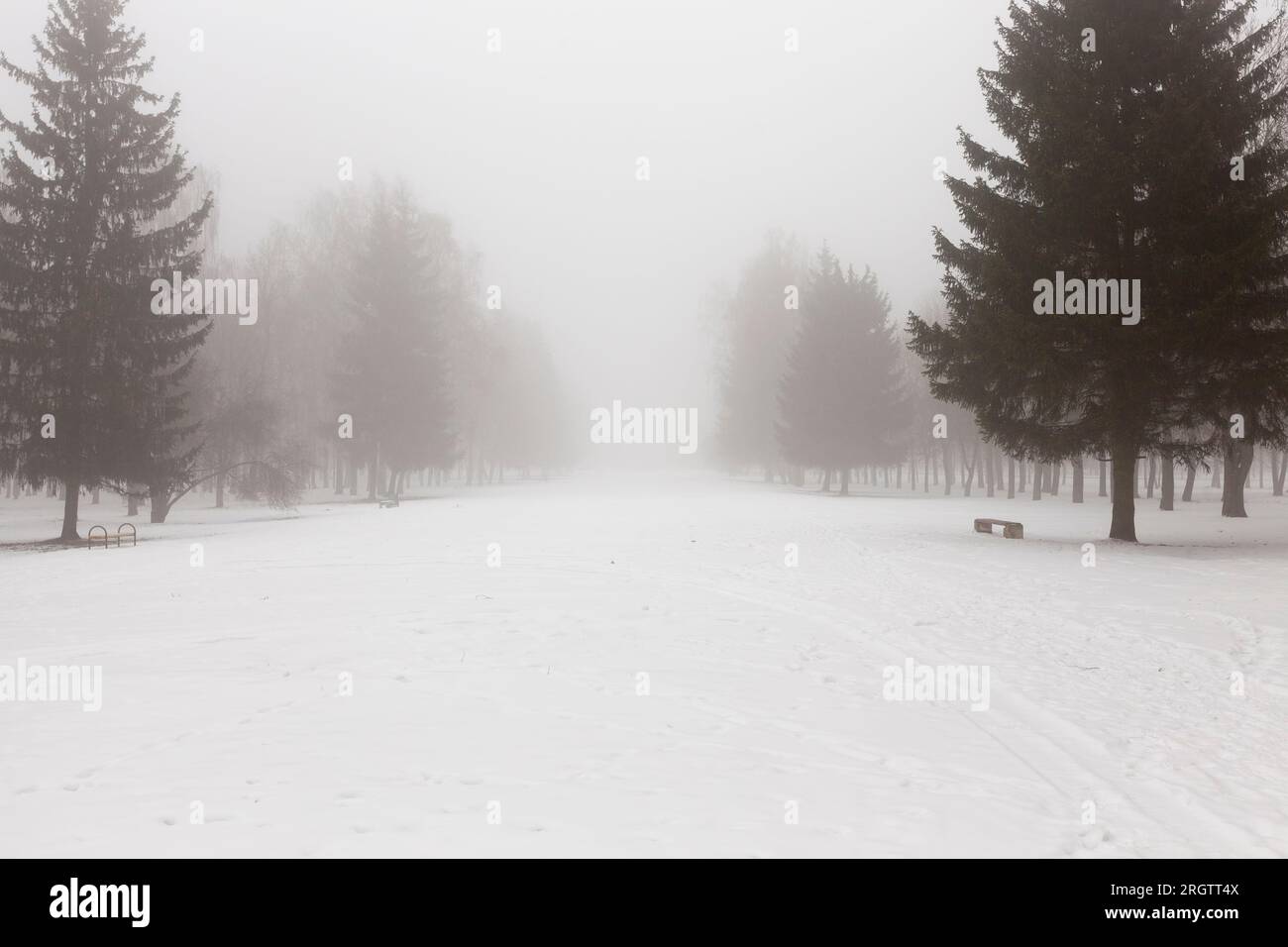 trees in winter in haze, winter fogs and trees and other plants, snow ...