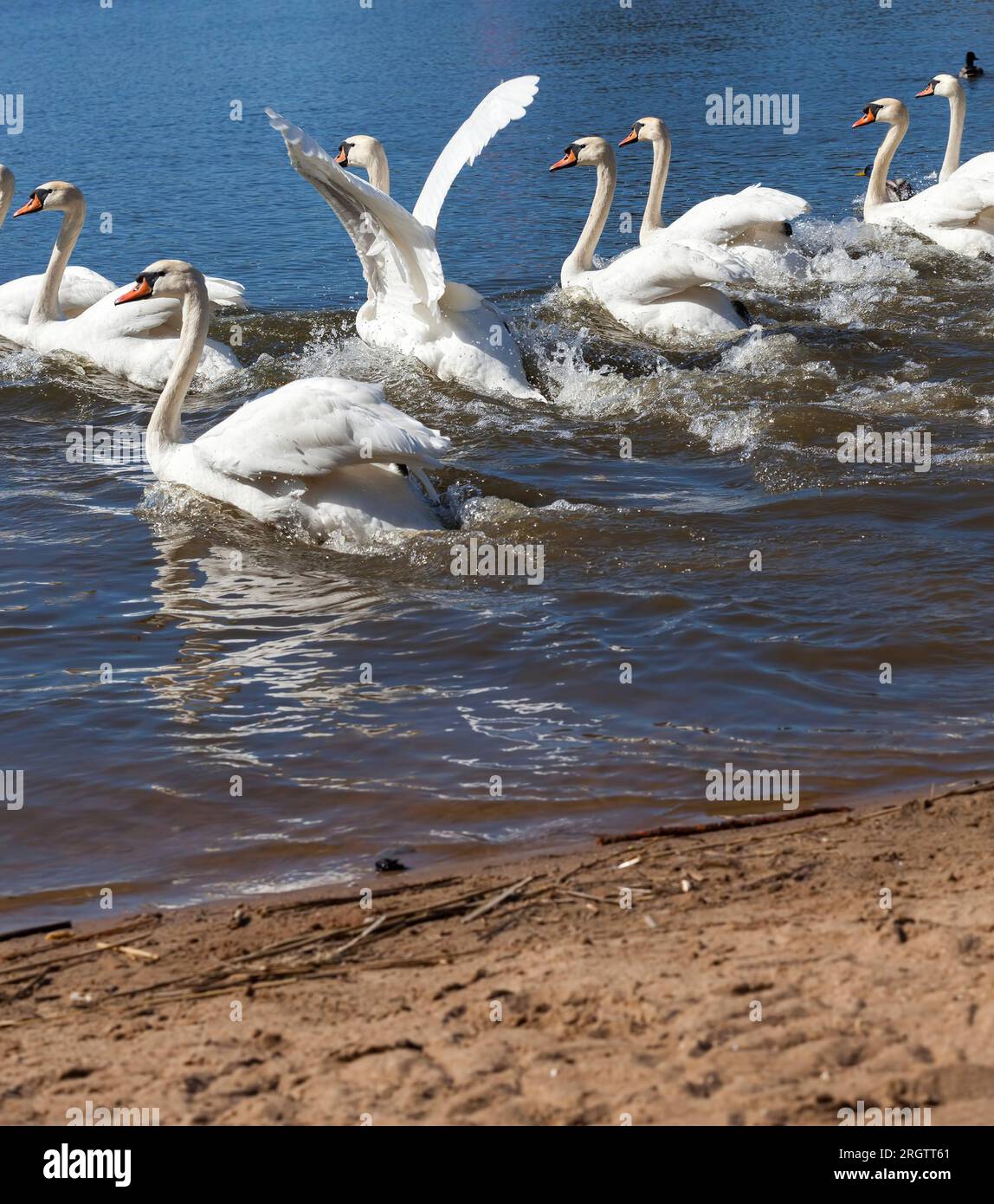 a Swan flaps its wings while flying or finishing a flight on a lake, a ...