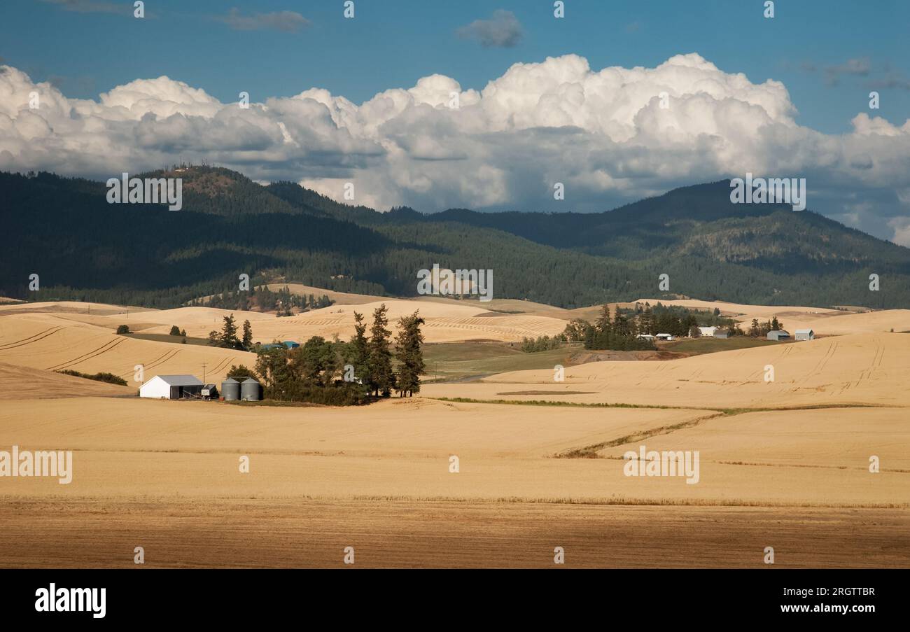 Ripe and recently harvested wheat fields, the Palouse Mountain Range ...