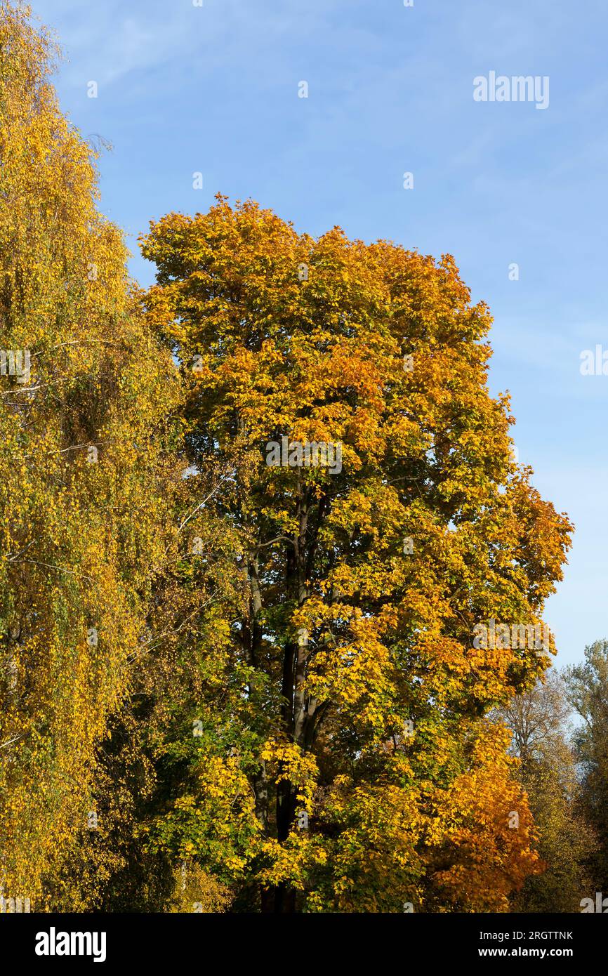 maple foliage in autumn leaf fall, maple with changing reddening leaf ...