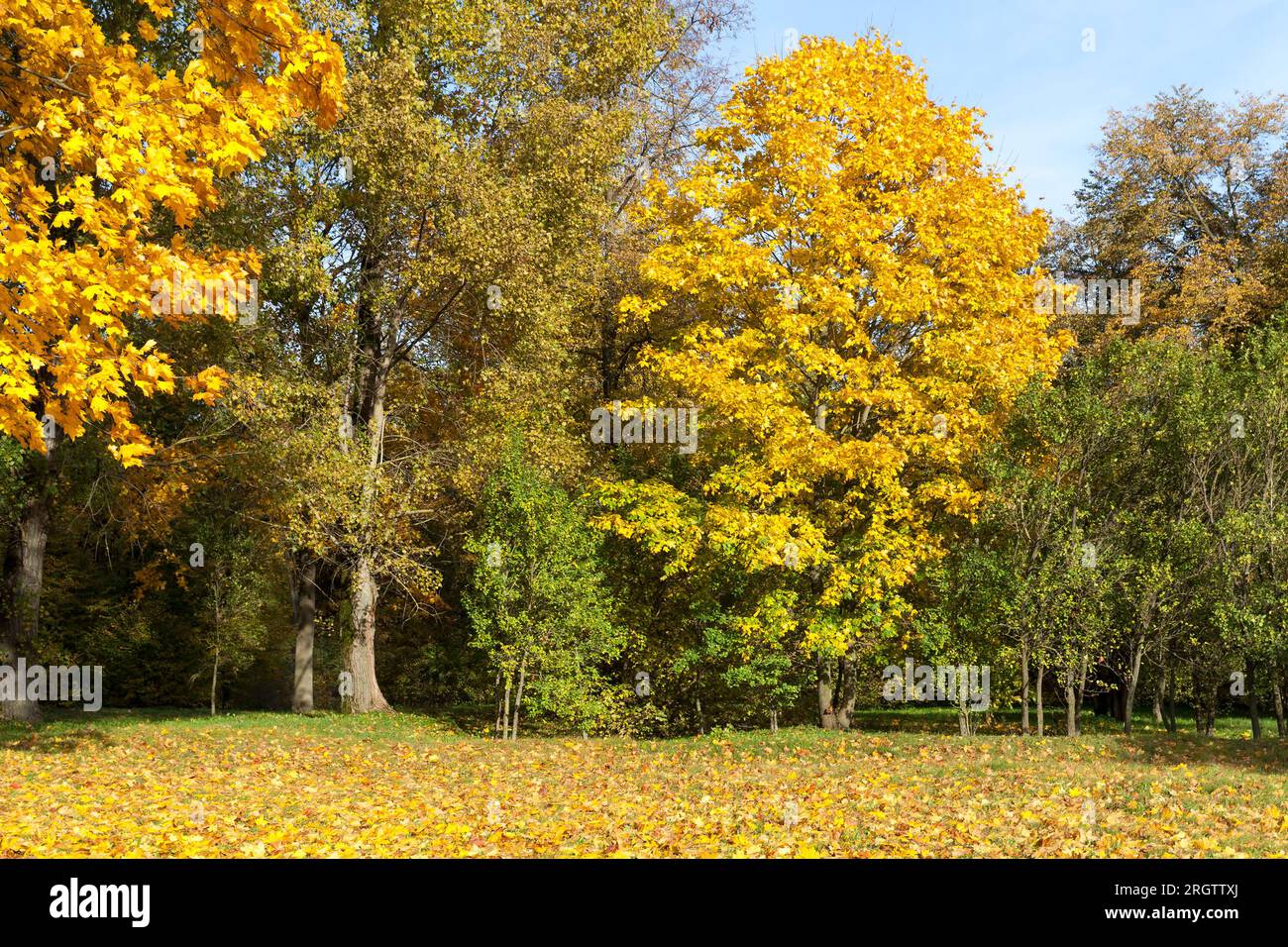 changing the color of maple in the autumn season, the foliage of the ...