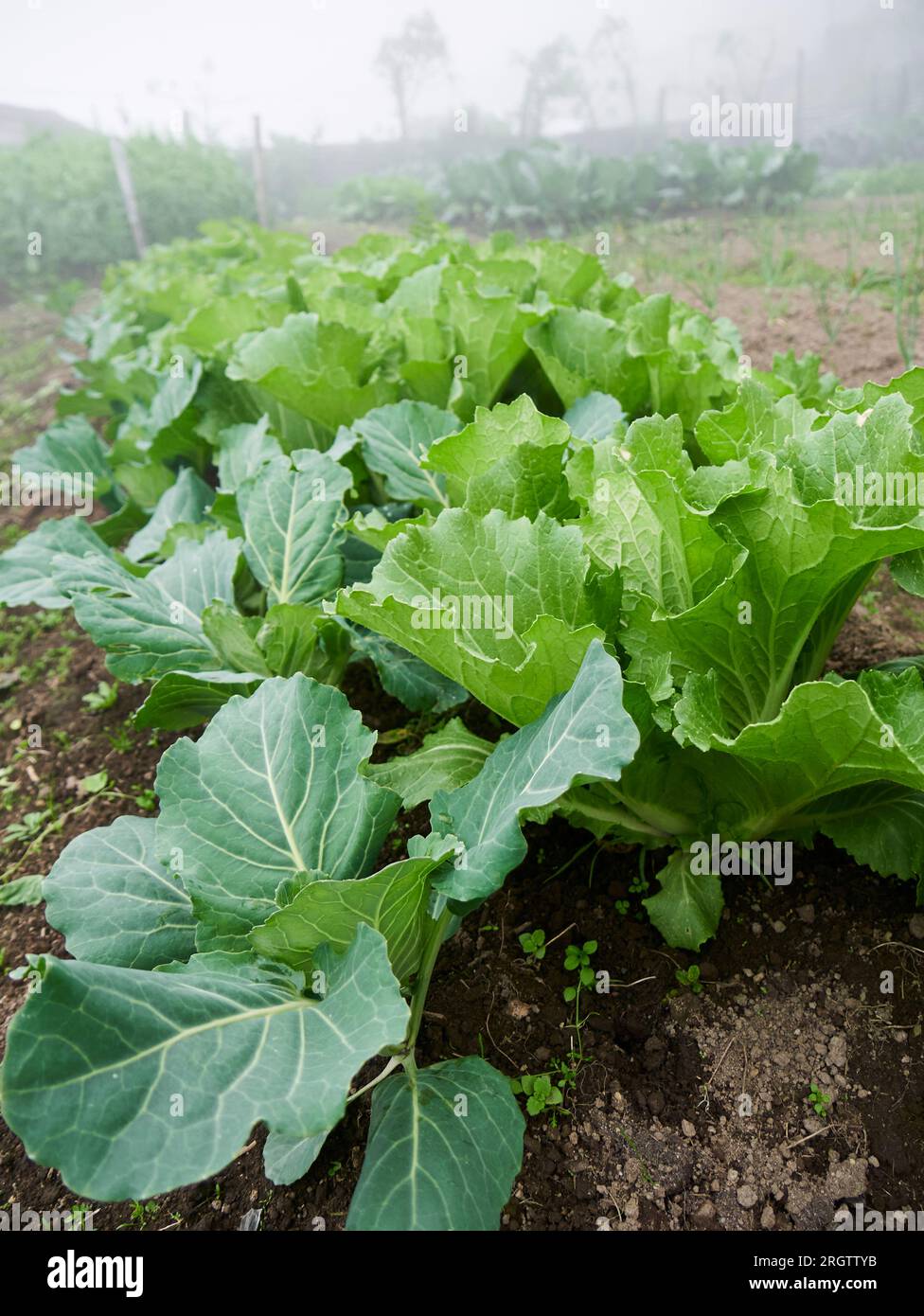 Rural Agriculture: A Look at the vegetables Farm Industry Stock Photo ...