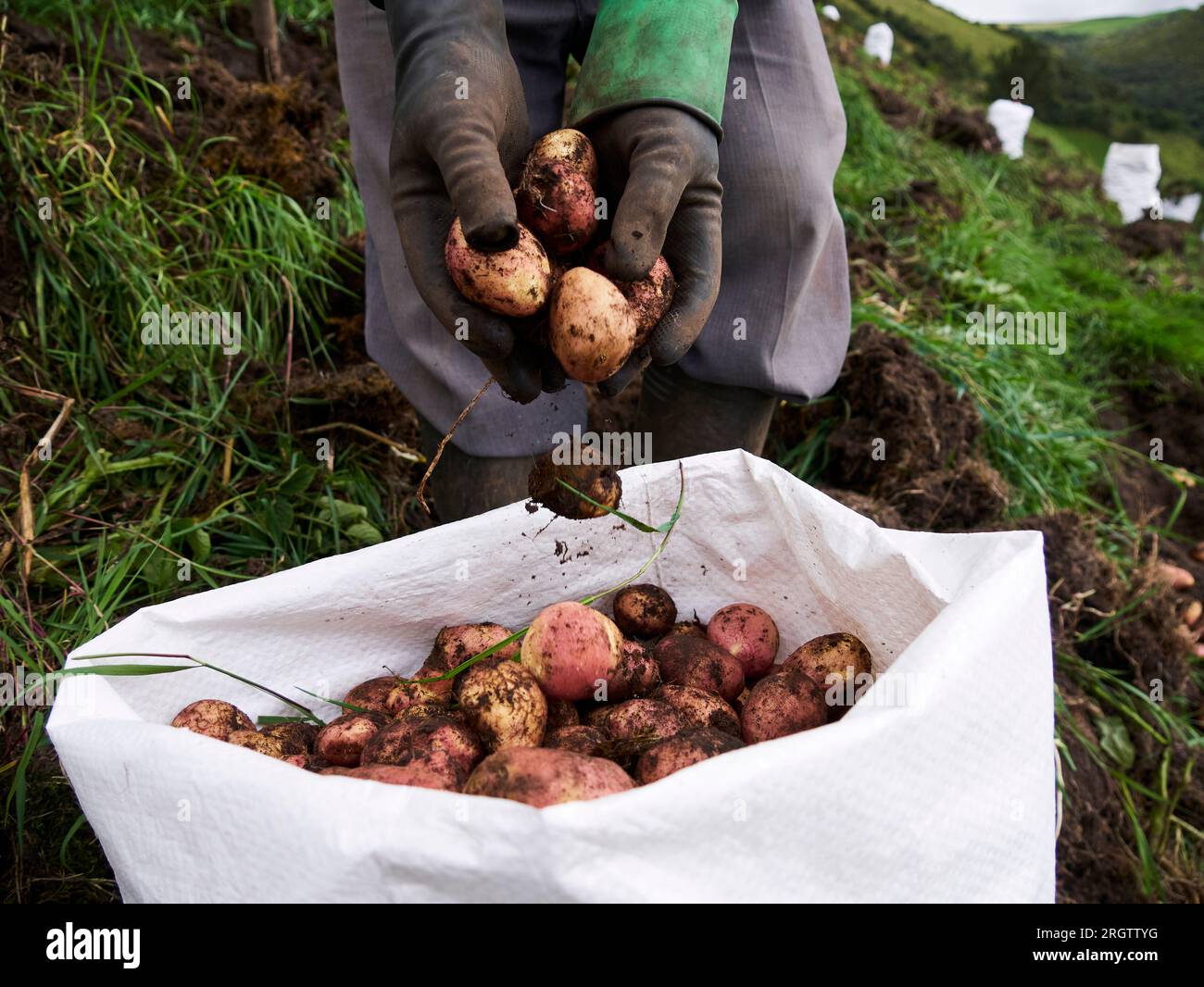 Rural Agriculture: A Look at the Potato Farm Industry Stock Photo - Alamy