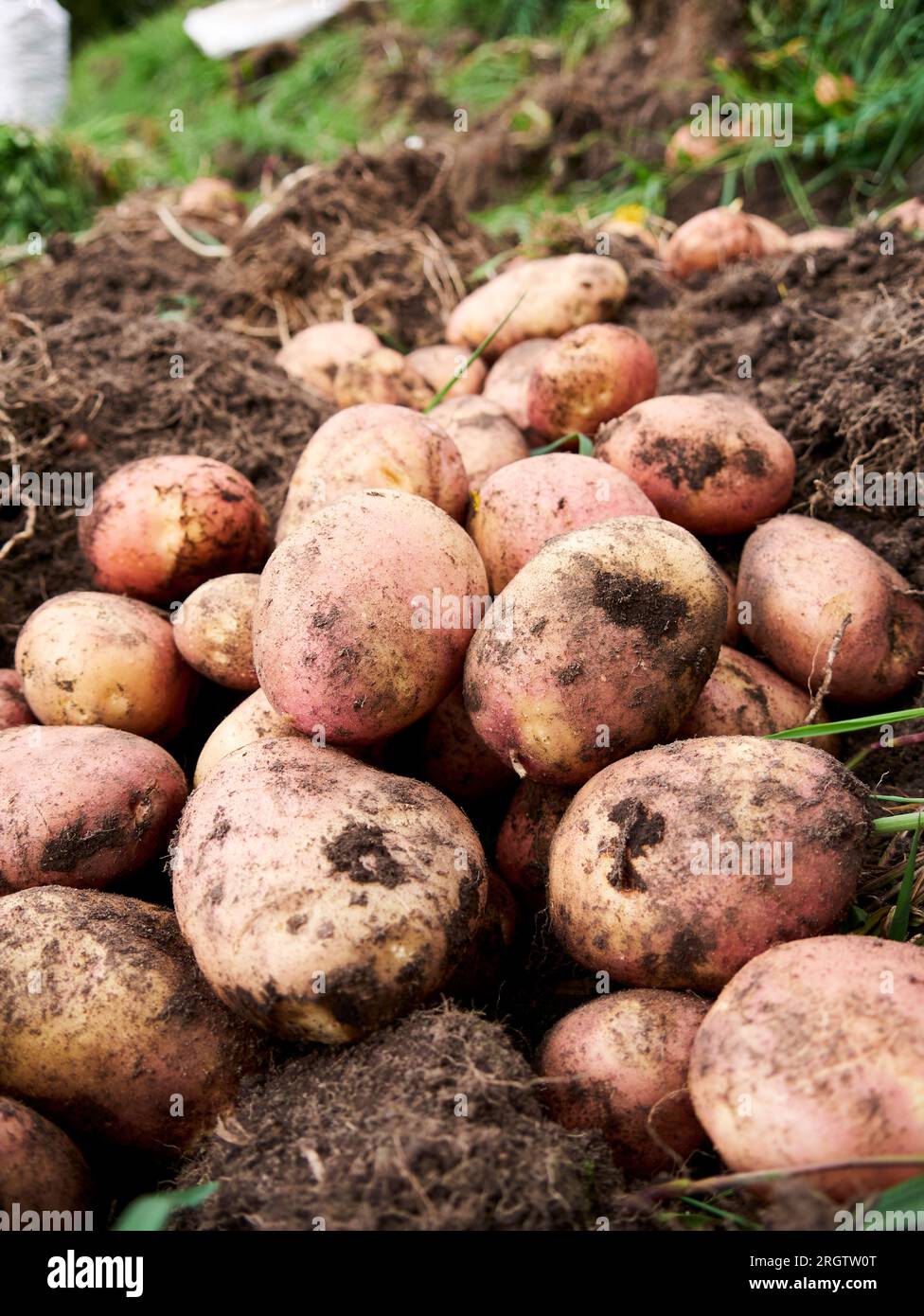 Rural agriculture look potato farm hi-res stock photography and images ...