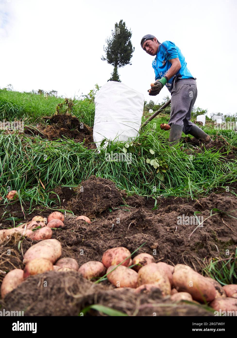 Rural Agriculture: A Look at the Potato Farm Industry Stock Photo - Alamy