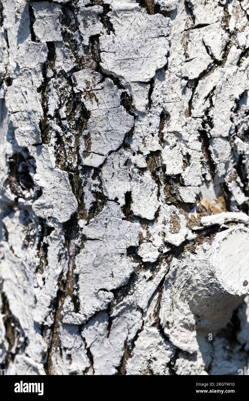 the structure of the tree bark, to protect the wood from insects and ...